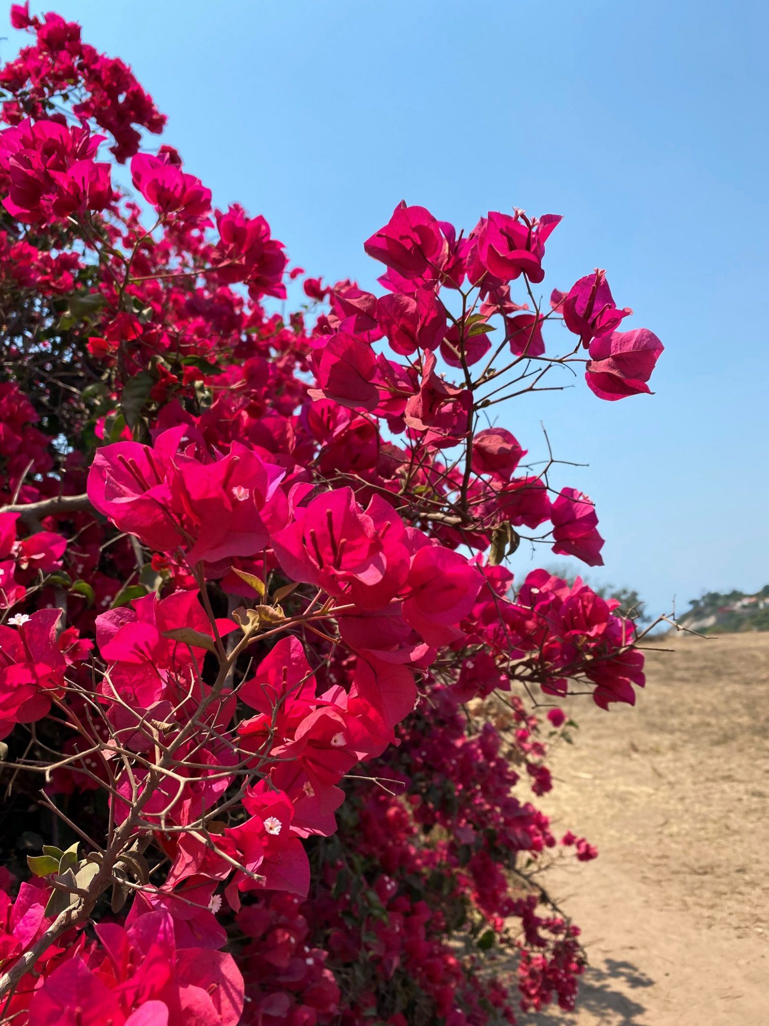 Douglas Family Preserve