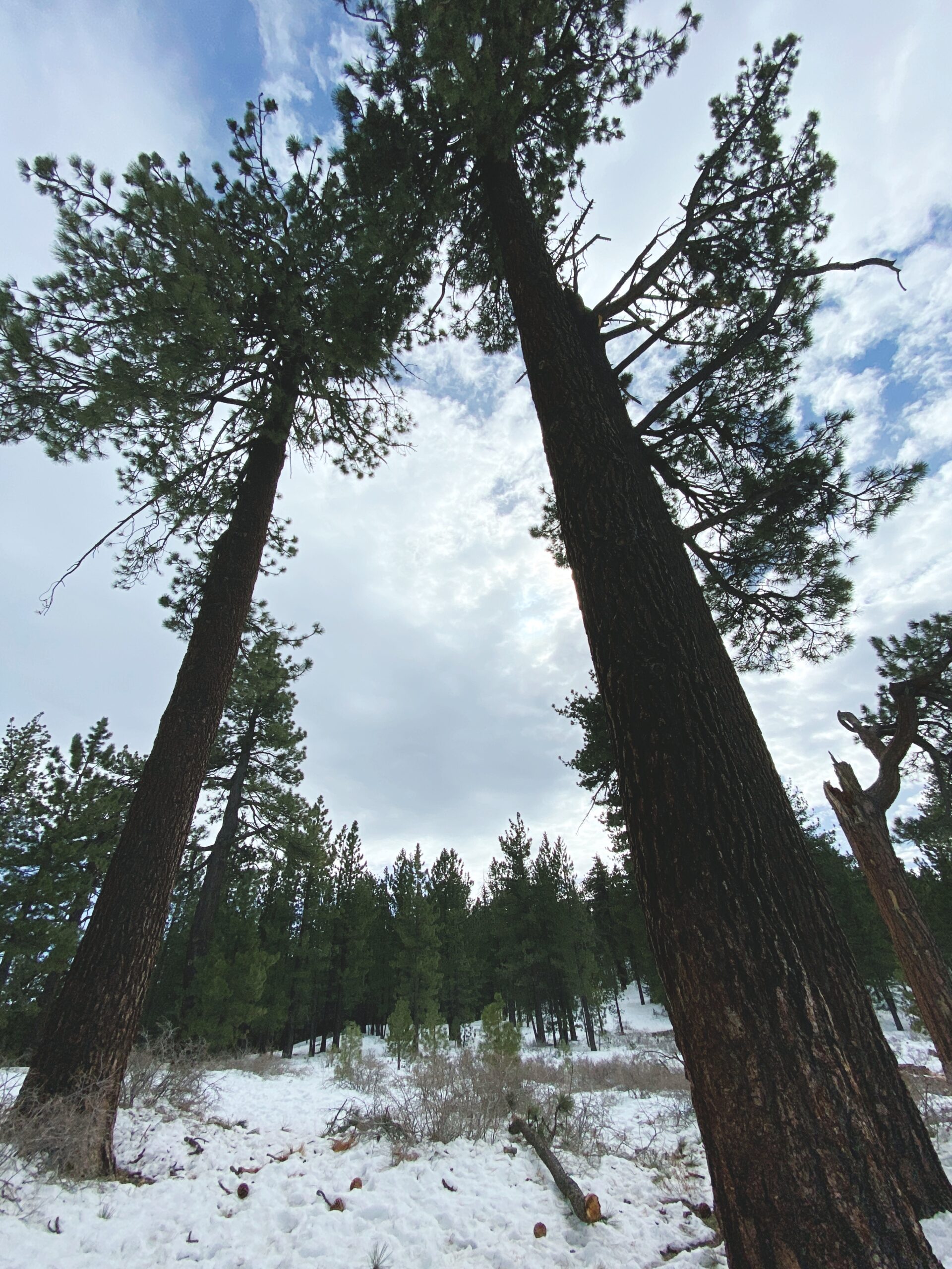 Mt. Pinos Nordic Base